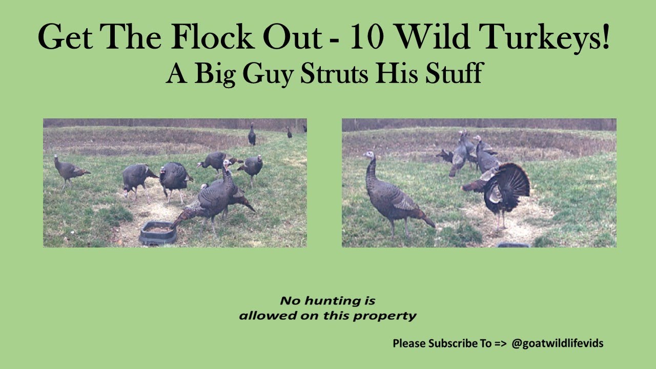 Get The Flock Out - 10 Wild Turkeys - YouTube
