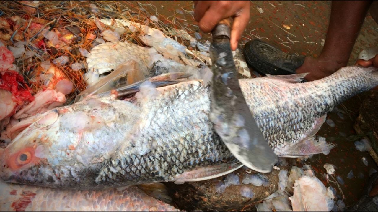 Fast Worker Cutting Fish Skills, Big Fish Cut Into Pieces II Indian ...