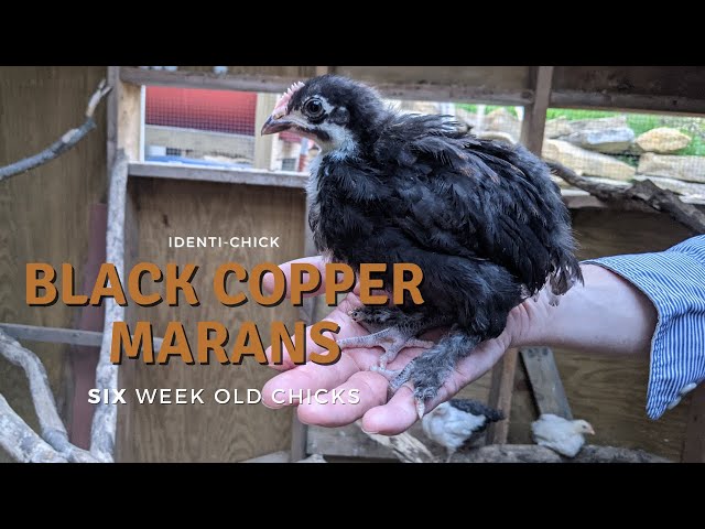 Black Copper Maran Chickens