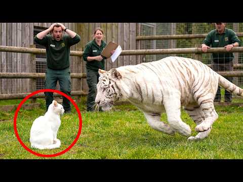 Hauskatze fällt ins Tigergehege und steht einen 250kg Tiger gegenüber! 😱