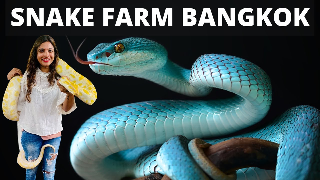 Snake farm Bangkok Thailand - YouTube