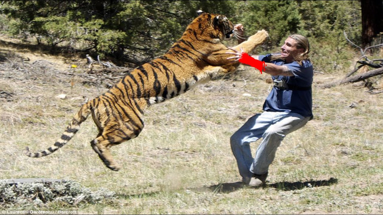 Tiger Attack: Random Tiger Attacks Caught on Camera That Will Make You ...