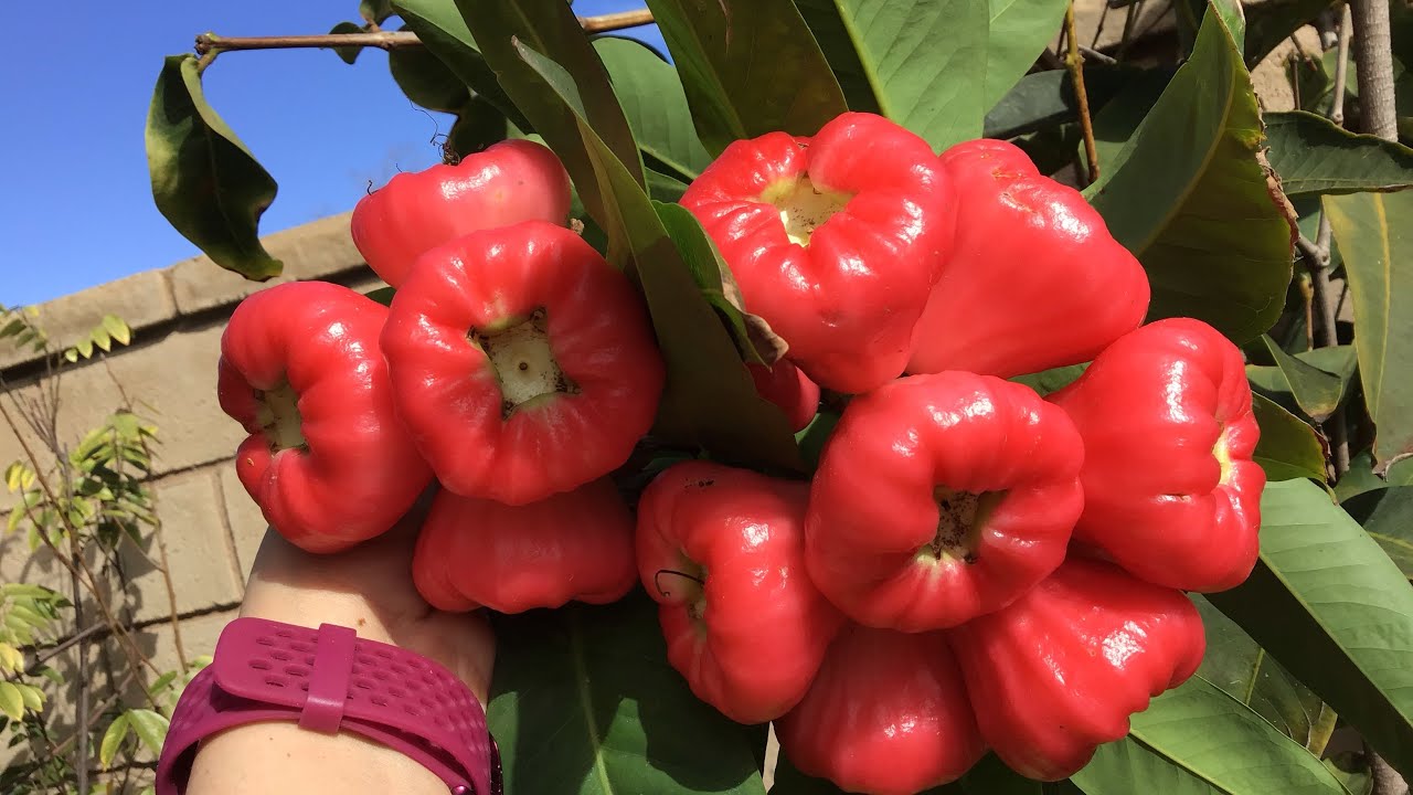 Wax Jambu in California: A Beautiful Winter Cluster 🥰😱🤩 - YouTube