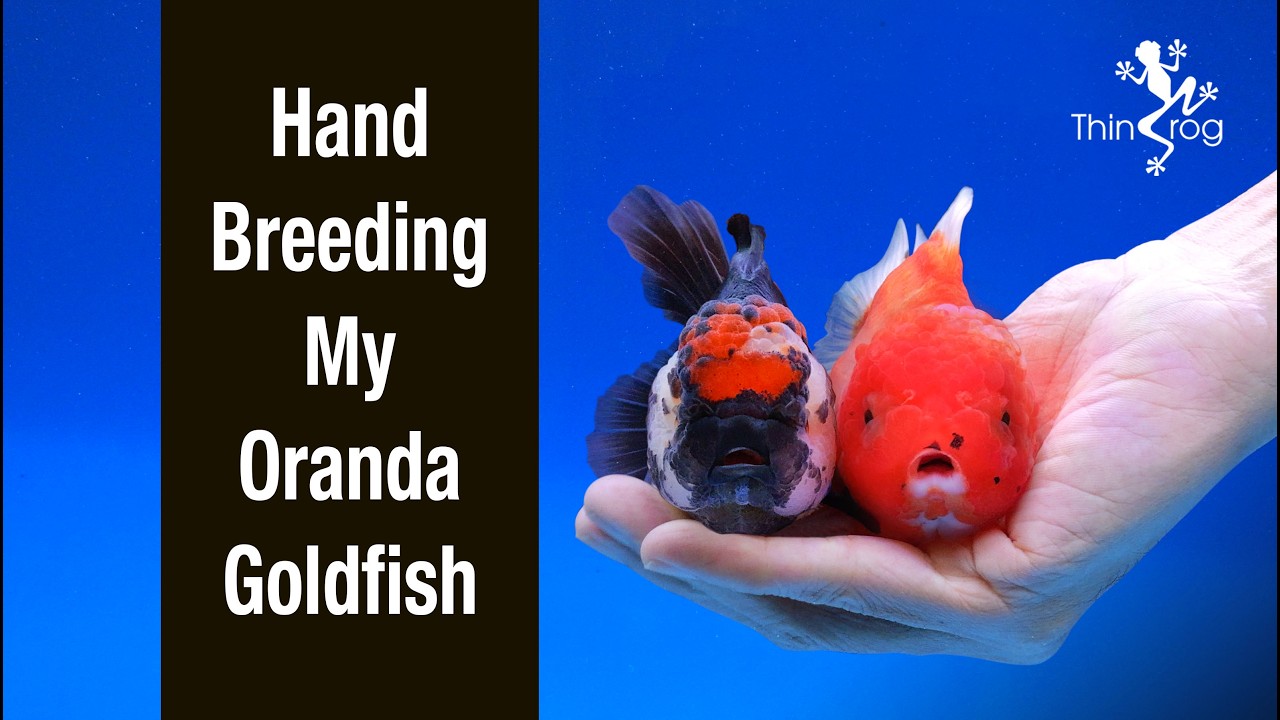 How to Breed Oranda Goldfish (Hand Breeding) - YouTube