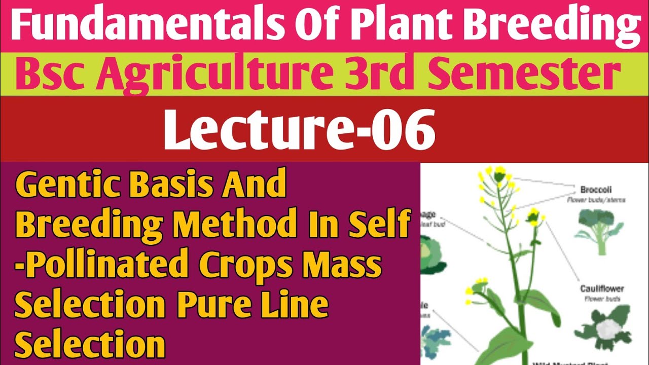 Plant Breeding Lecture-06 BscAgriculture 3rd Semesterpure line ...