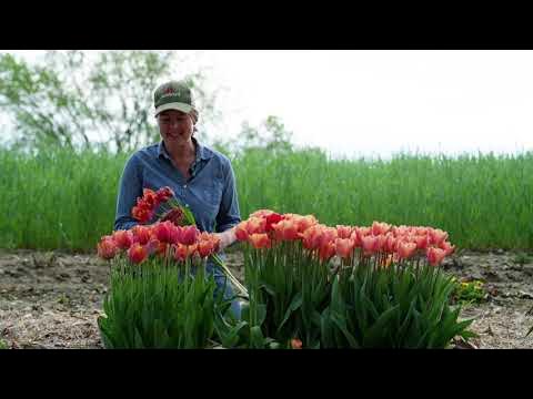 'Amazing Parrot' Tulip from Johnny's Selected Seeds - YouTube