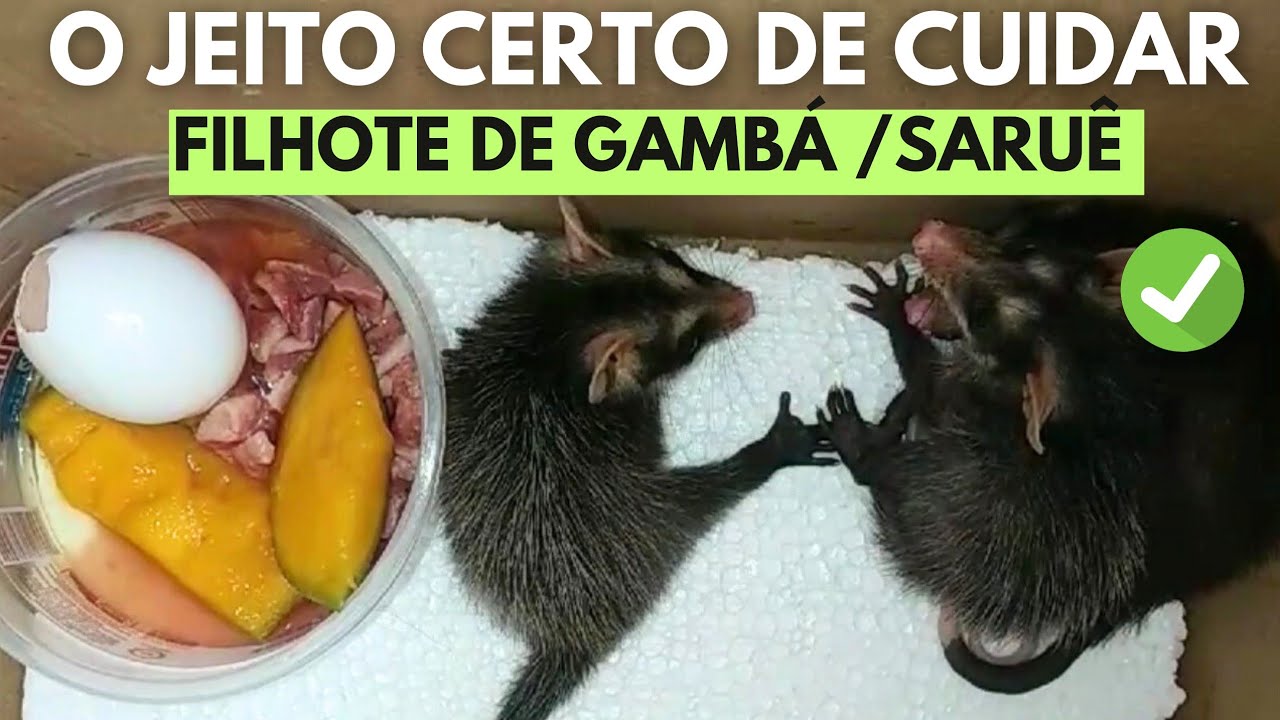 COMO CUIDAR DE FILHOTE DE GAMBÁ [SARUÊ] [GAMBÁ] - YouTube