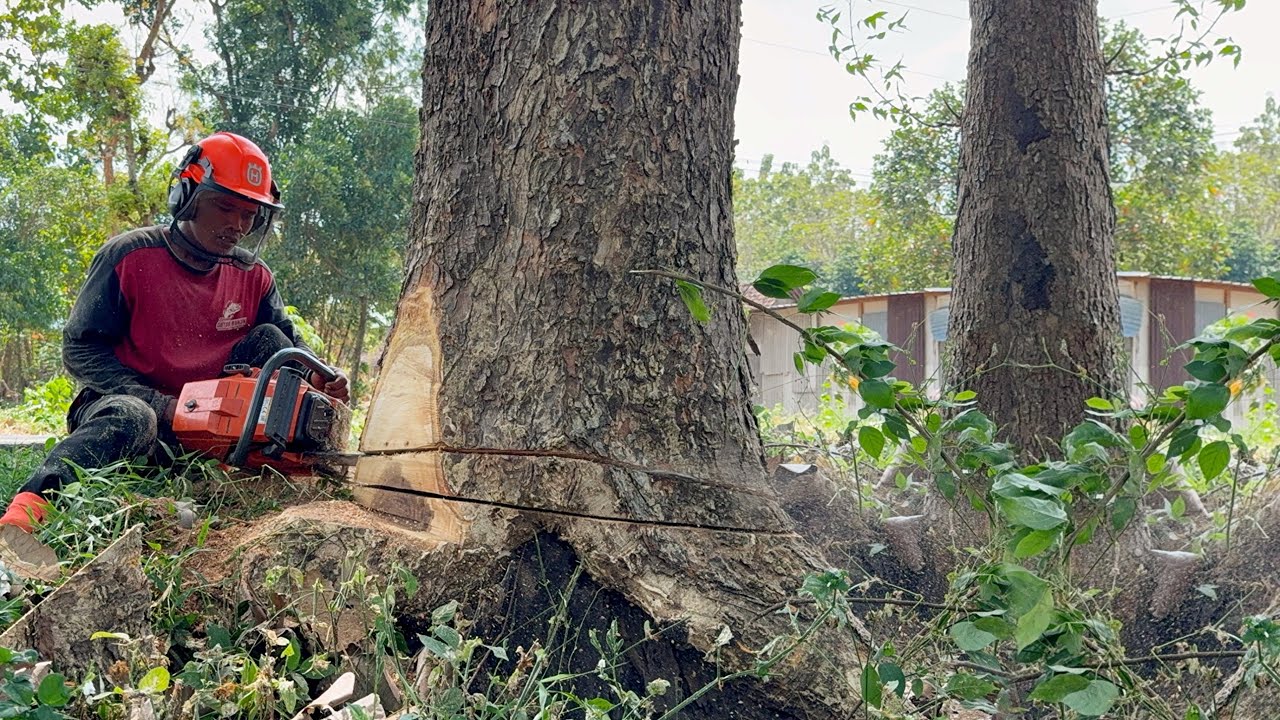 Hard to Prone, Fast Felling! 2 Roadside Trees Done! - YouTube