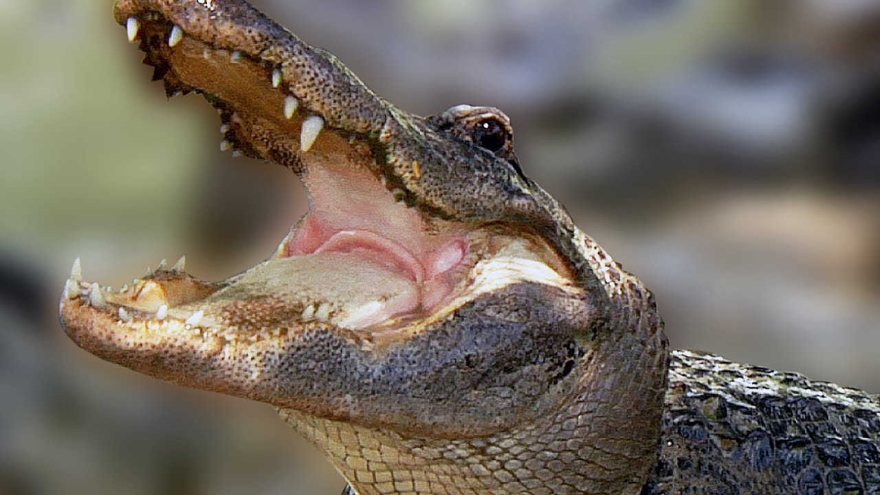 Aggressive Alligators 02, Time Lapse Speed x2 - YouTube