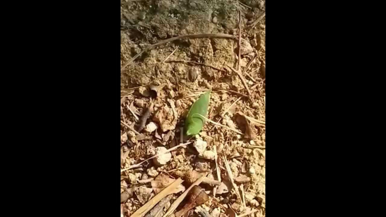 Green Strange Worm - YouTube