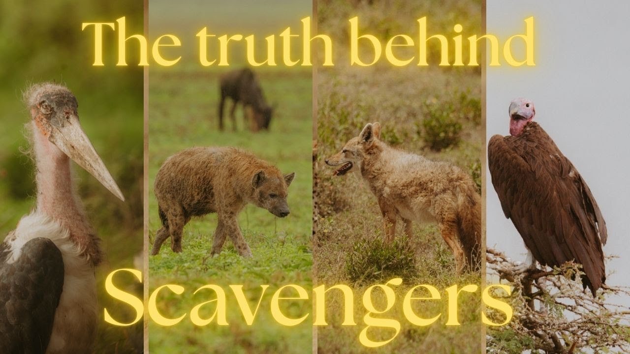 The Truth Behind Scavengers - YouTube