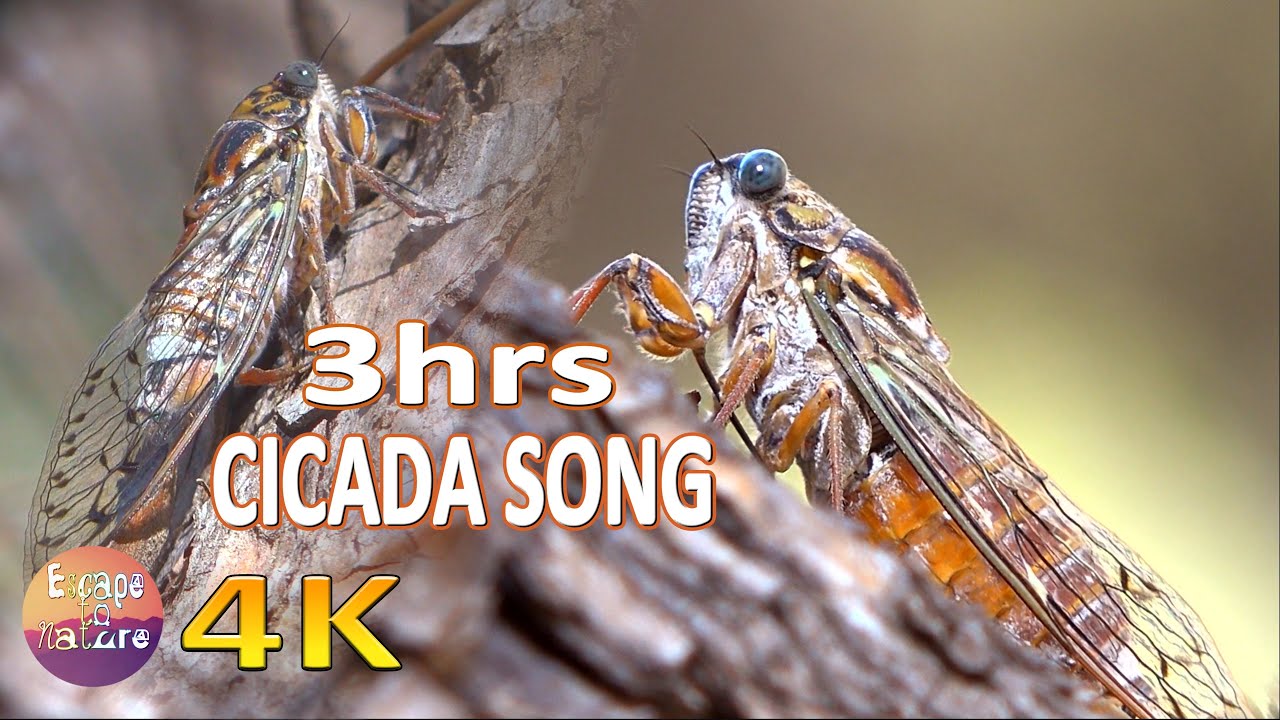 4K Midsummer Cicada song - The sweet noise of the Greek summer - 3 hrs ...