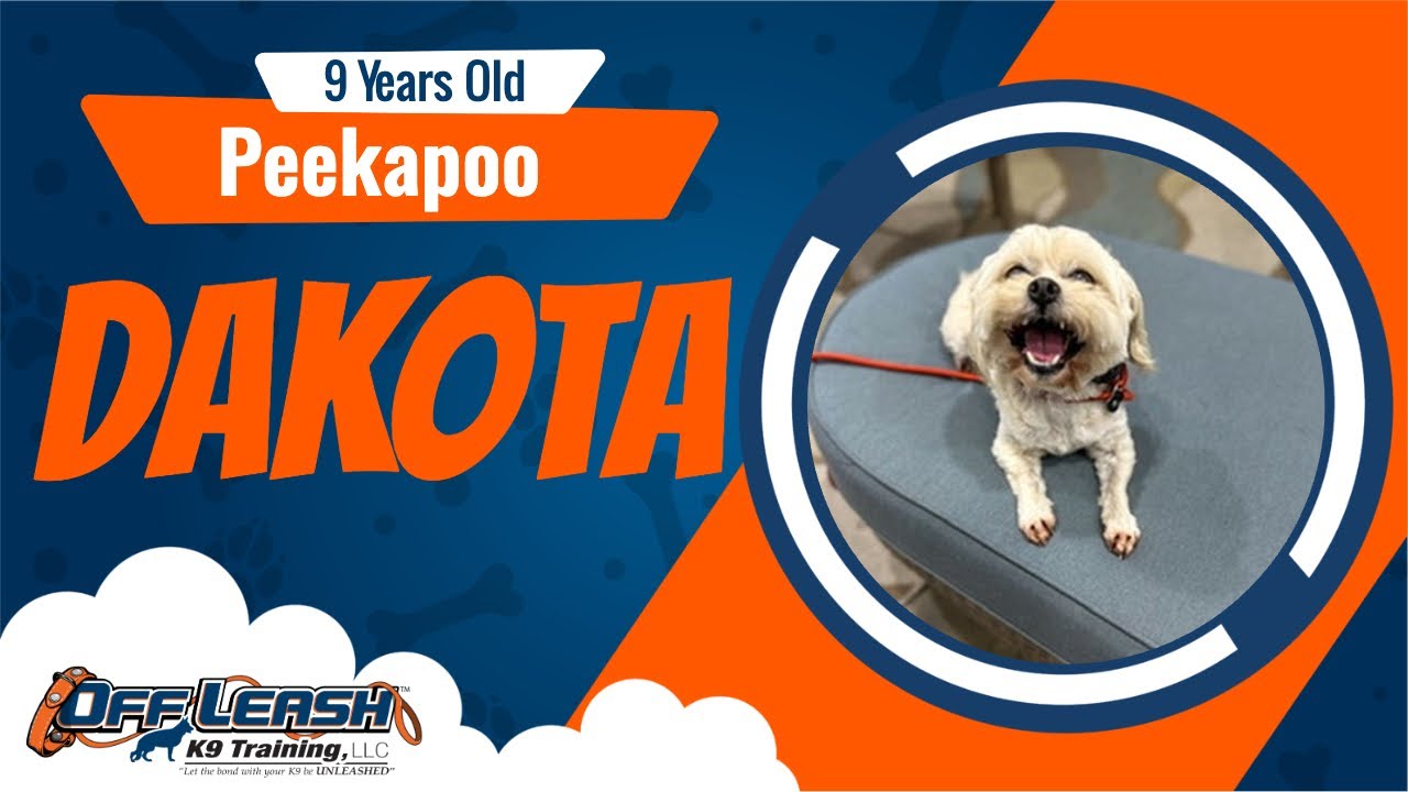 Peekapoo, 9 yrs, Dakota | Best Dog Training Central Missouri | Off ...