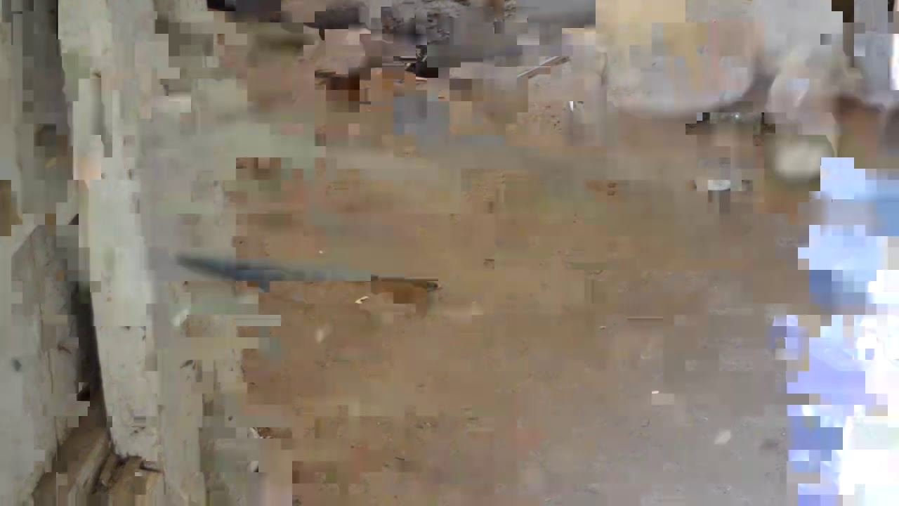 A polite lizard visits the lab and then leaves after I request him to ...