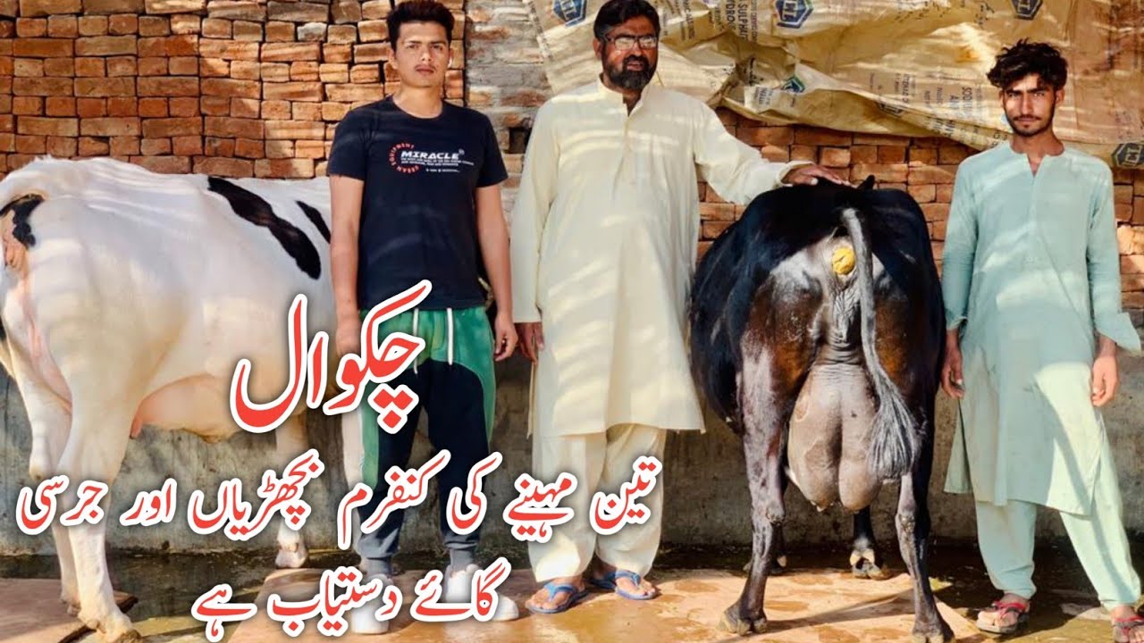 Chakwal | 8 Australian cows | Good cows Best Rate |Jani Best - YouTube