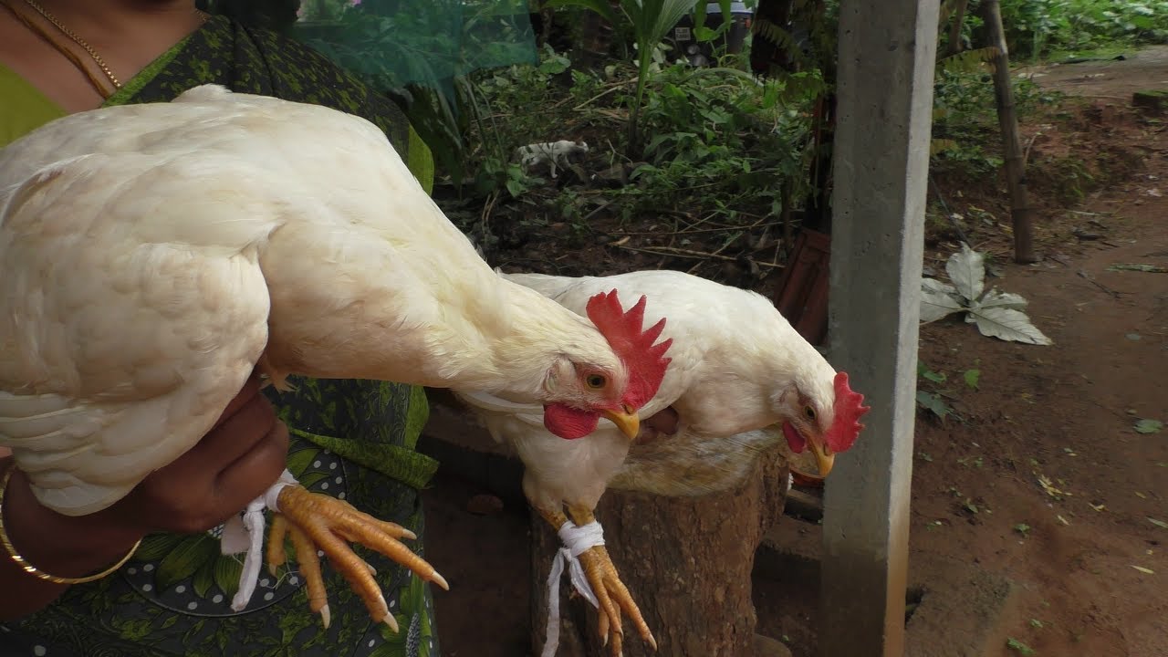 village style Cooking nattu seval kozhi kulambu / Cooking By Village ...