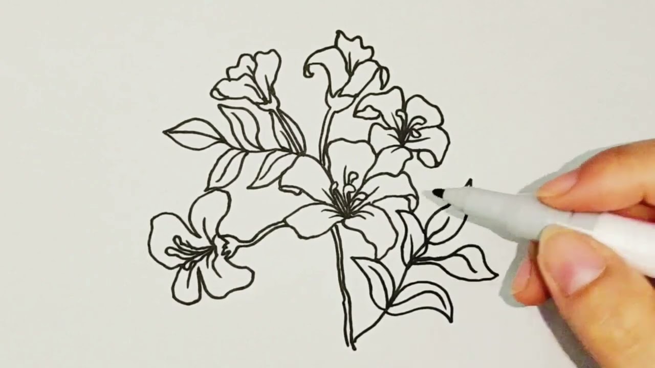 Philippine National Flower Sampaguita Drawing