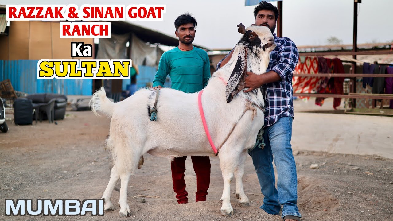SULTAN Extreme Quality Kota At Razzak & Sinan Goat Ranch Mumbai - YouTube