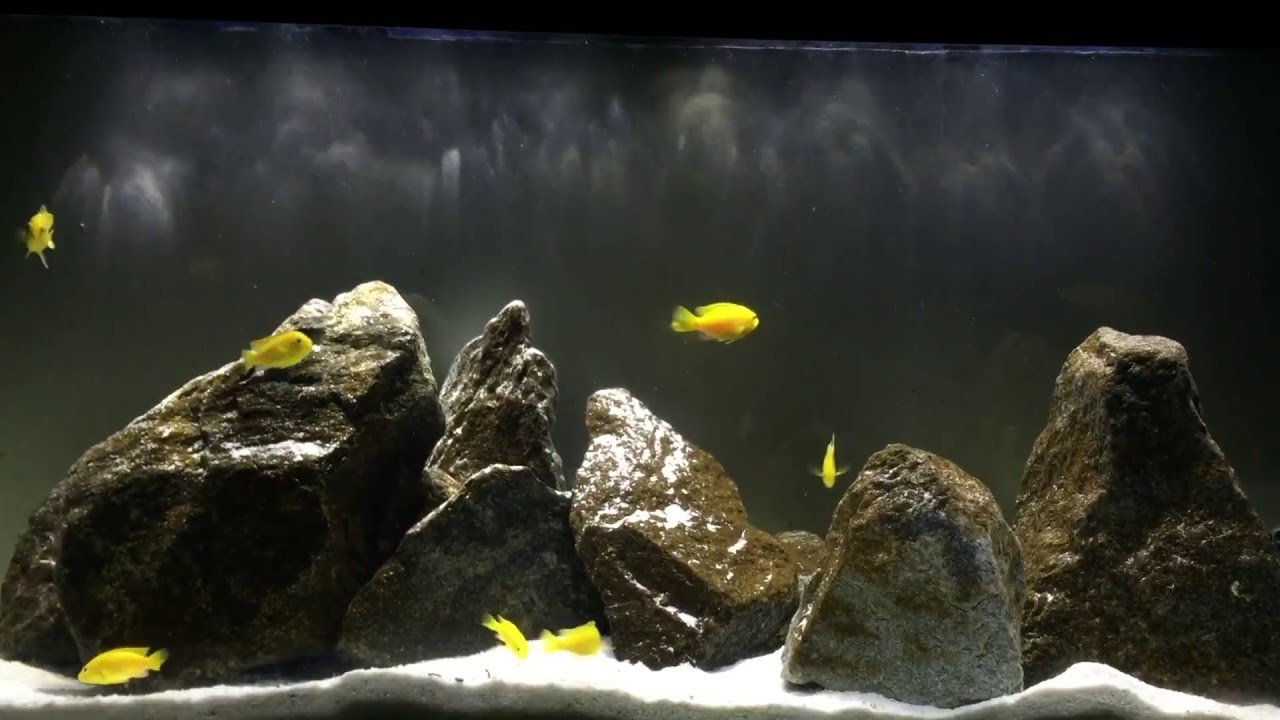 Lake Malawi Natural Algae Rockscape | Mbuna Aquarium - YouTube