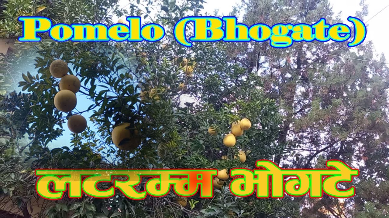 Pomelo (Bhogate)।। Fruit and Vegetable in Kathmandu।। लटरम्म भोगटे ...