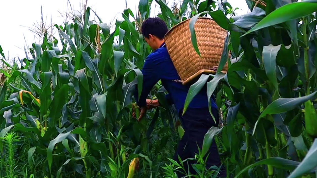 YUMMY CORN RECIPE YOU MUST TRY | Simple Corn Recipes - YouTube