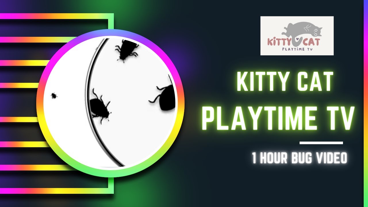 Kitty CAT Games & Videos |1 Hour Bug Video| Bug Videos for Cats - YouTube