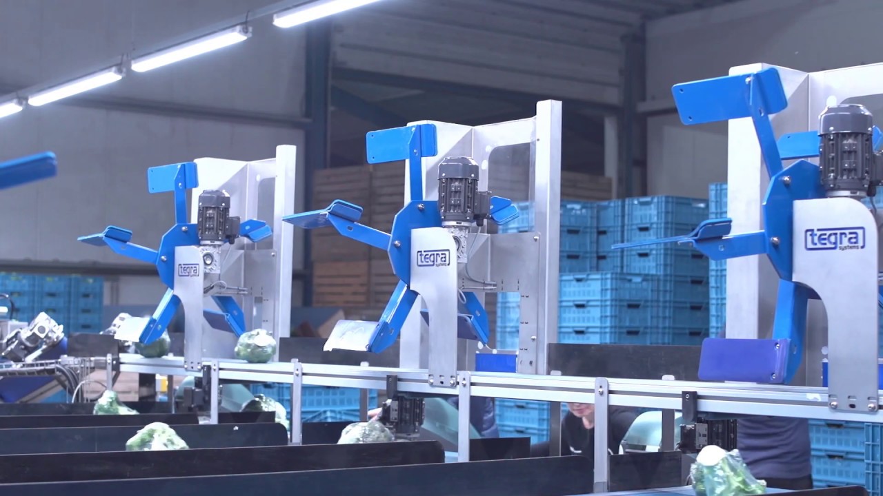 Broccoli sorteren / Broccoli sorting 2019 - YouTube