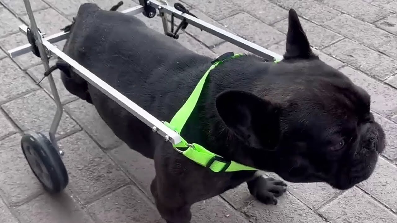 Disabled Frenchie Nuomi Gets Second Chance to Run But Fate has Thrown ...