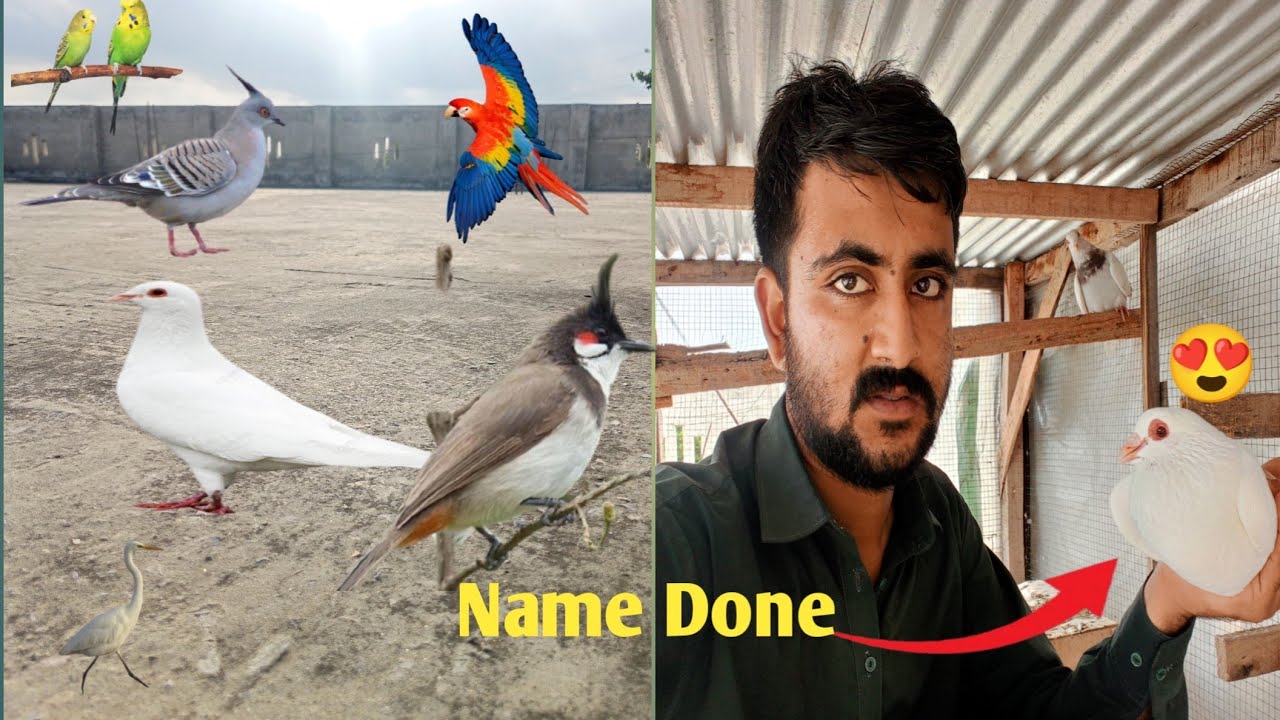 Awara Pigeon ka Name Rakh Dia 😍😍😍..#bird #dove #bulbul #goat #pigeon ...