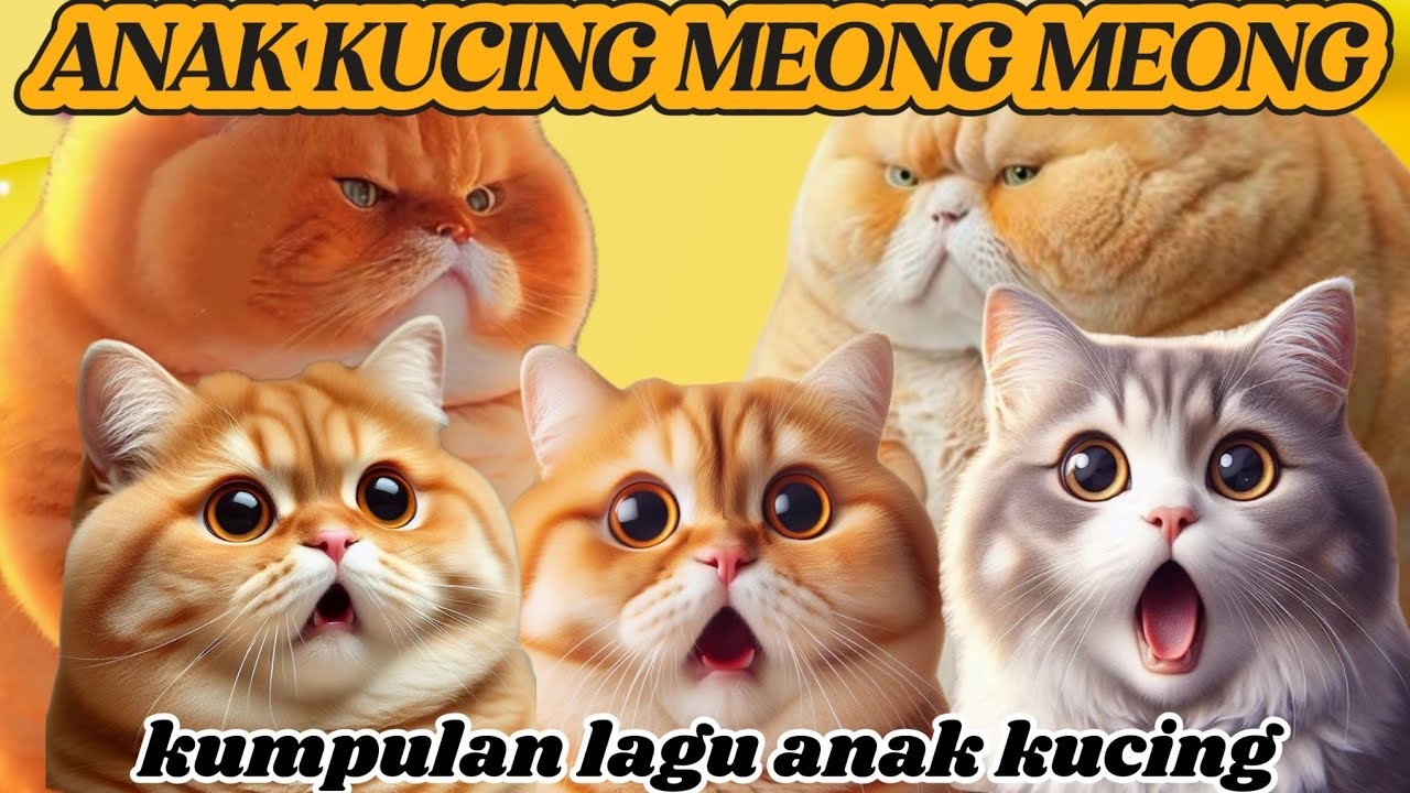 Kumpulan lagu anak kucing meong meong - Lagu Anak Indonesia viral ...