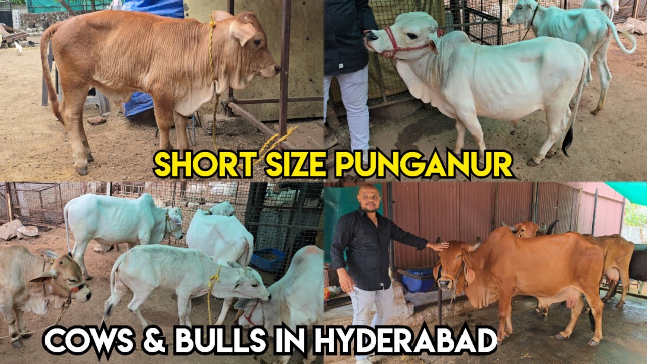 Golden cow in Hyderabad | short size Pure Punganur Cow & bull's ...