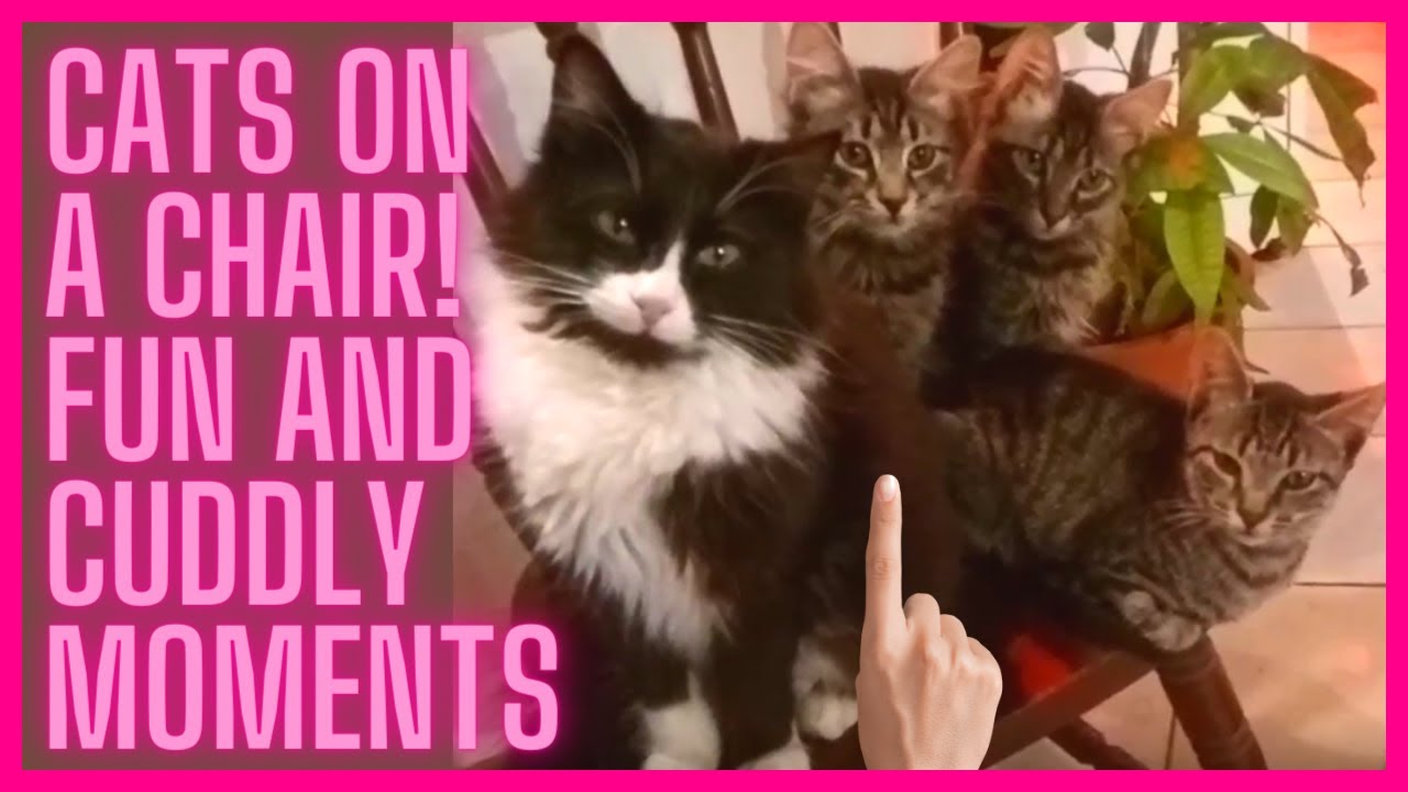 Cats on Chair: Fun and Cuddly Moments - YouTube