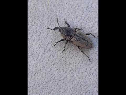 Pamuk böceği (buğday biti😃 - YouTube