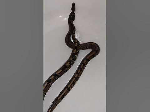 Male and female Ball pythons in the tub.💯🧢😎 - YouTube