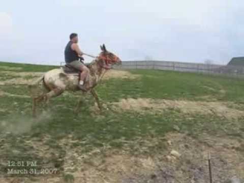 Andy getting bucked off the mule - YouTube