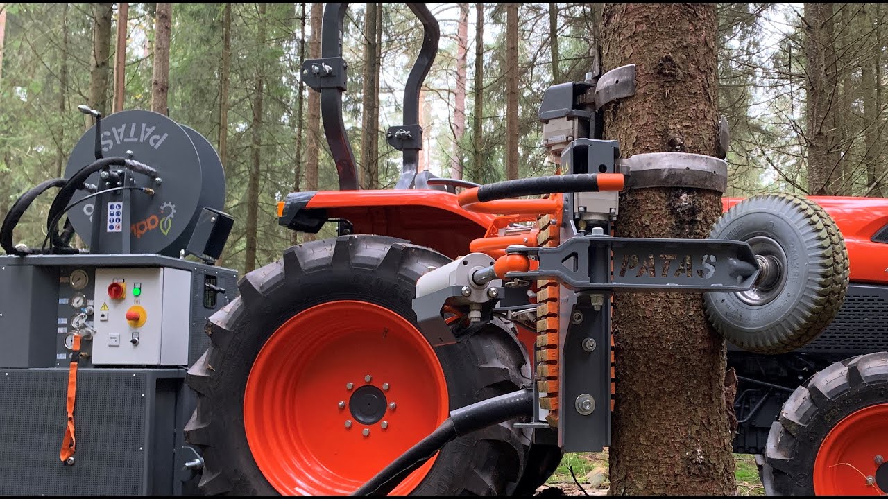 advaligno PATAS 2019/11 - Douglasie / Douglas Fir - maschinelle ...