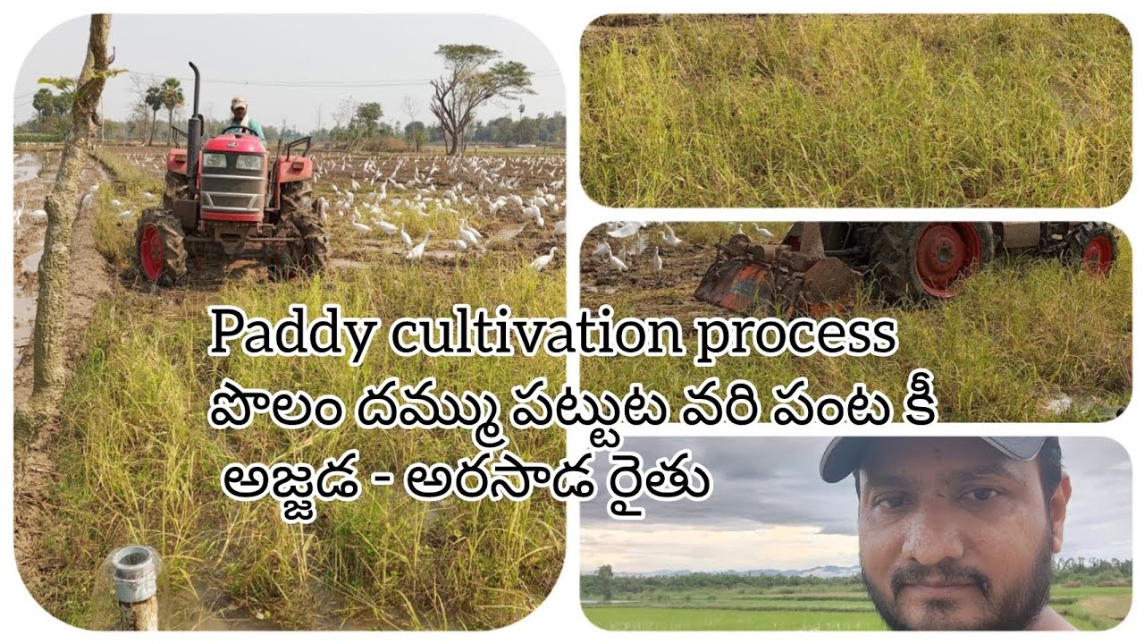 #arasada #Ajjada##paddycrop#farmers #farming#village#villagelife# ...