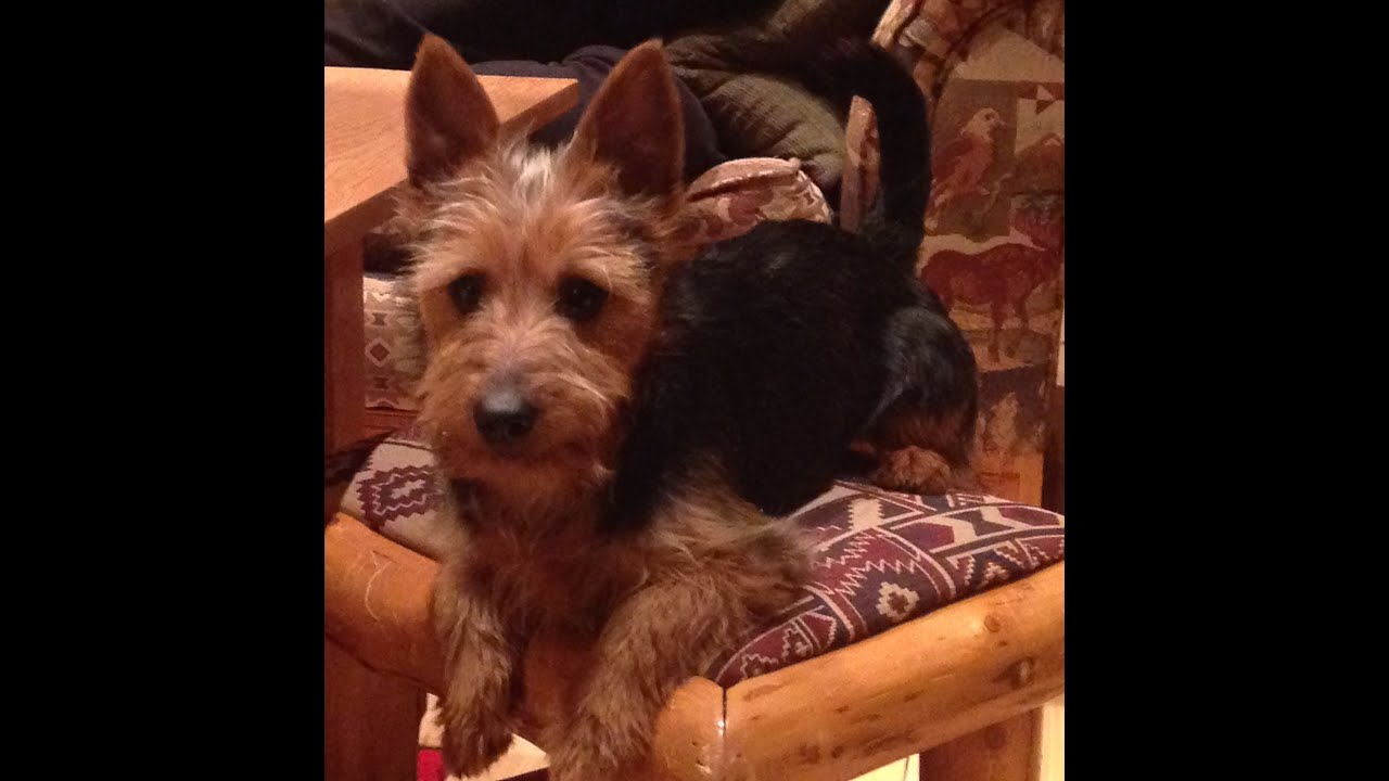 Basics on How to Groom an Australian Terrier Puppy - YouTube