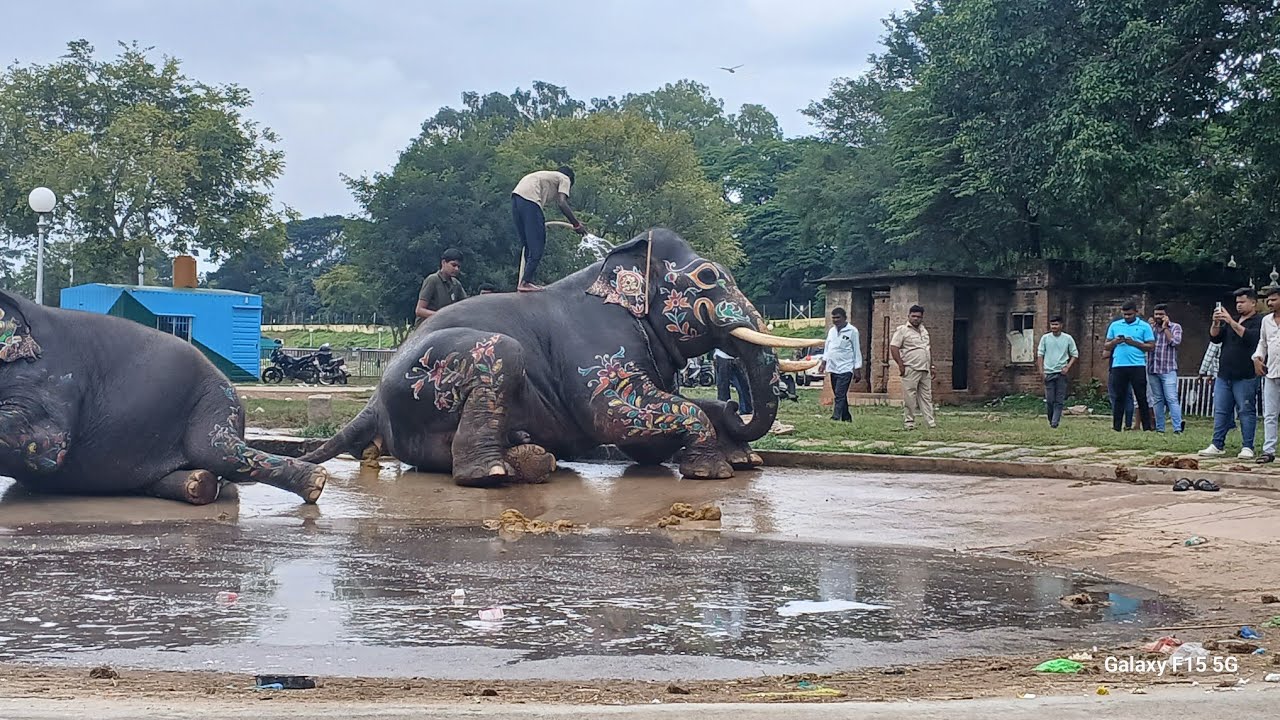 Interesting story of kanjan dasara elephant - YouTube