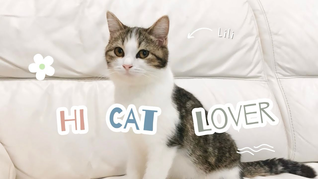 Hi Cat Lover - YouTube