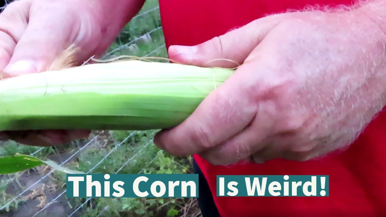 Okay, What Is Wrong With This Corn? - YouTube