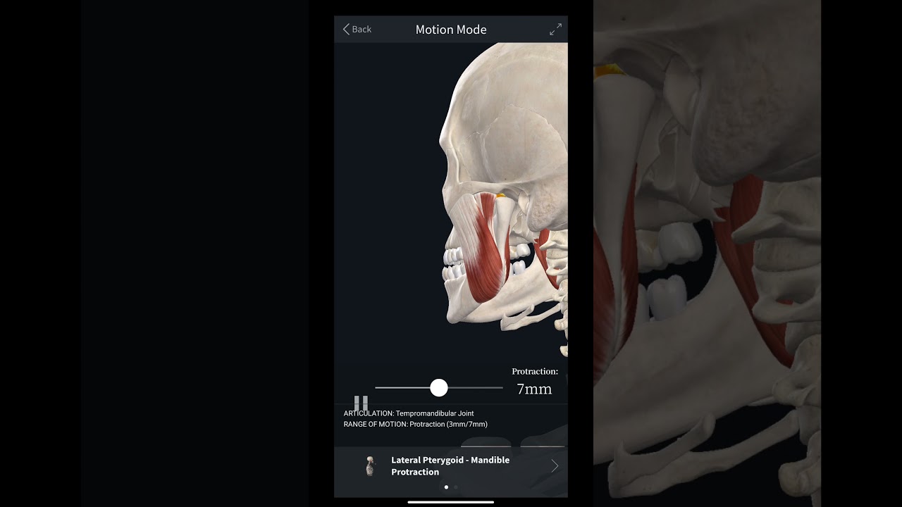 The Action of the Muscles of Mastication - YouTube