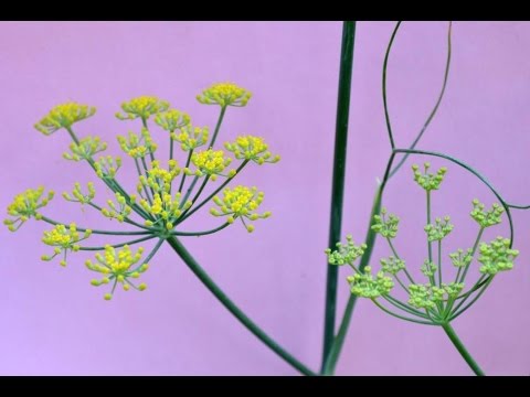 INOJO (Foeniculum vulgare) PLANTAS MEDICINALES - YouTube