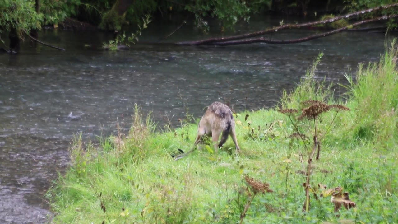 Gray wolf eats dead salmon at Fish Creek, Hyder, AK Aug 2018 - YouTube