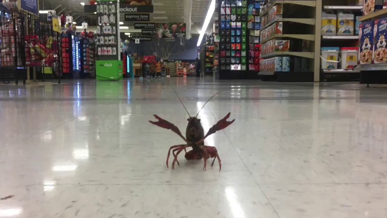 Renegade Crawfish Escape Plan! - Crazy real life story! - Strange ...