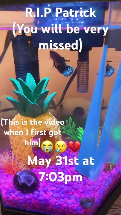 I put hard work into this video #music #song #fish #sad - YouTube