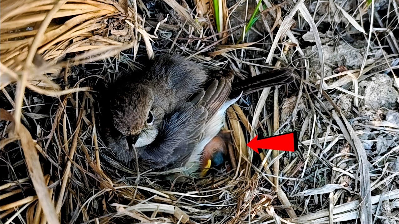 Neck of the baby familiar chat bird twisted @BirdsofNature107 - YouTube