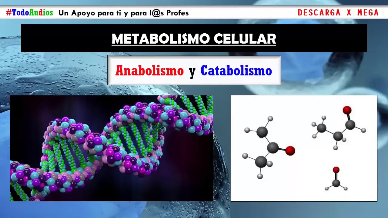 Metabolismo celular anabolismo y catabolismo Todo sobre la Célula 3 ...