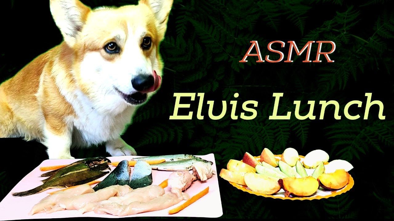 ASMR CORGI ELVIS EATING RAW FISH, CHICKEN GROWTH - YouTube