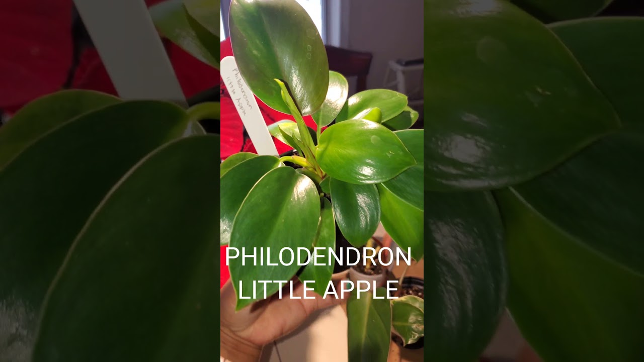 PHILODENDRON LITTLE APPLE #short #philodendron #tropicalplants - YouTube
